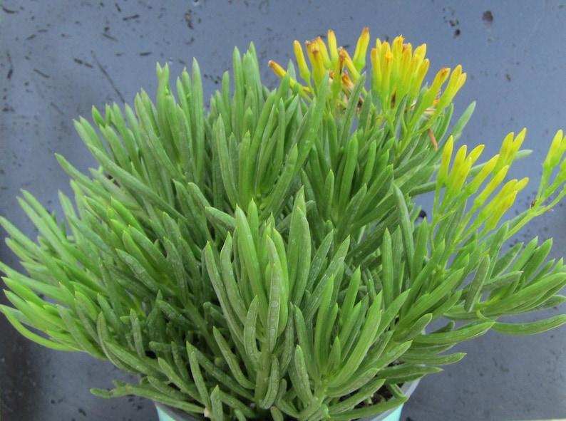 2 Cuttings Senecio Barbertonicus Lemon Bean Bush Succulent Cutting 3 ...