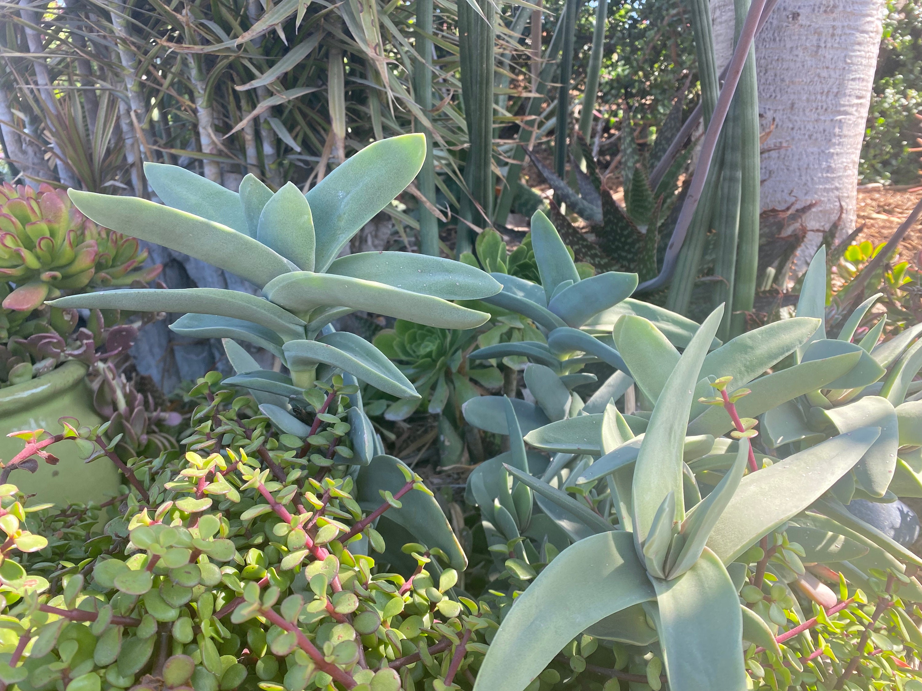 LARGE Cutting Crassula Falcata Propeller Paddle Succulent - Etsy