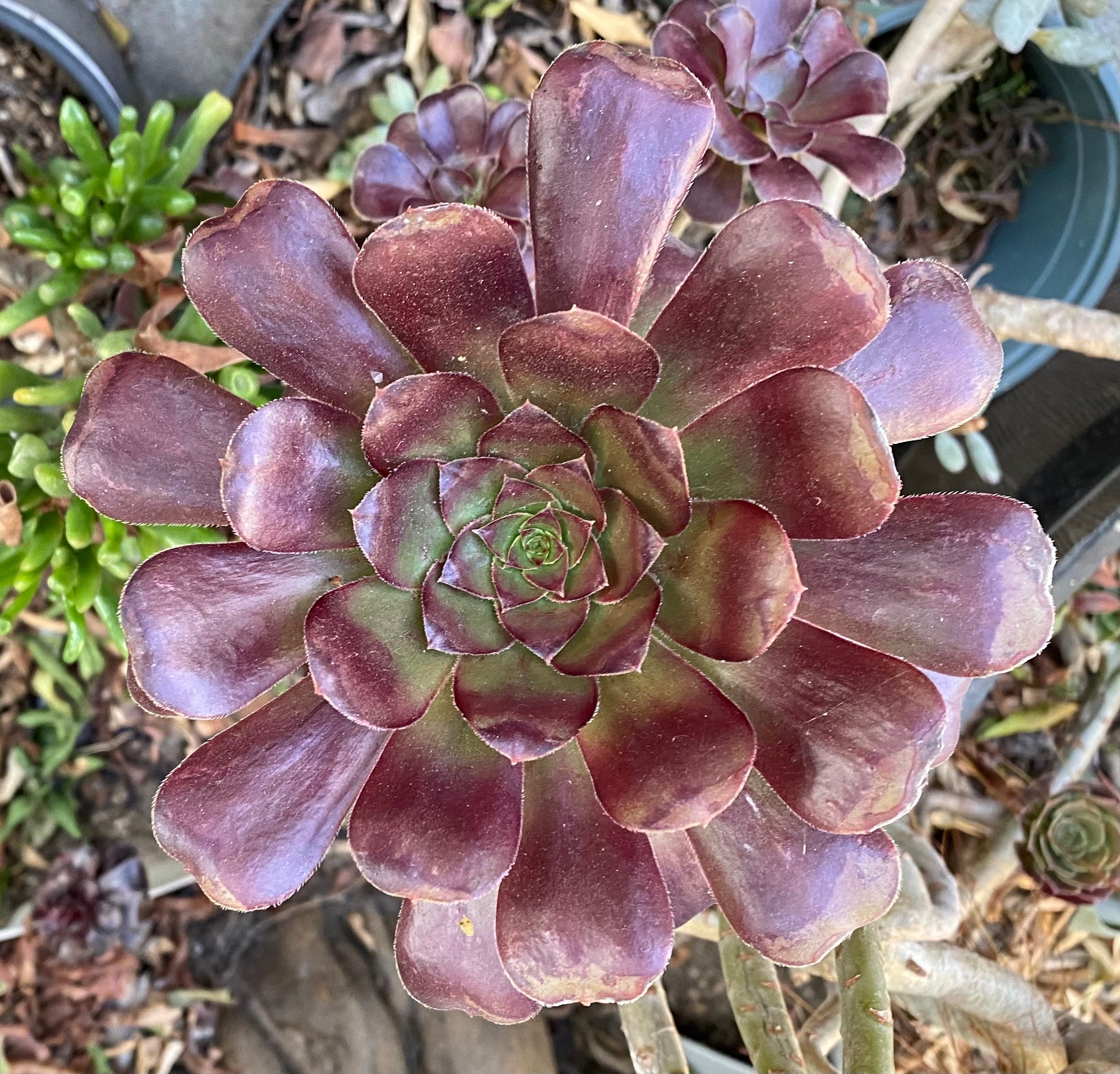 GIANT Aeonium Cyclop 1 Large Cutting 5 8 Fresh - Etsy