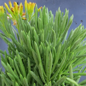 2 Cuttings Senecio Barbertonicus Lemon Bean Bush Succulent Cutting 3 ...