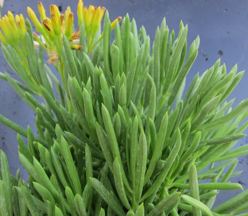 2 Cuttings Senecio Barbertonicus Lemon Bean Bush Succulent Cutting 3 ...