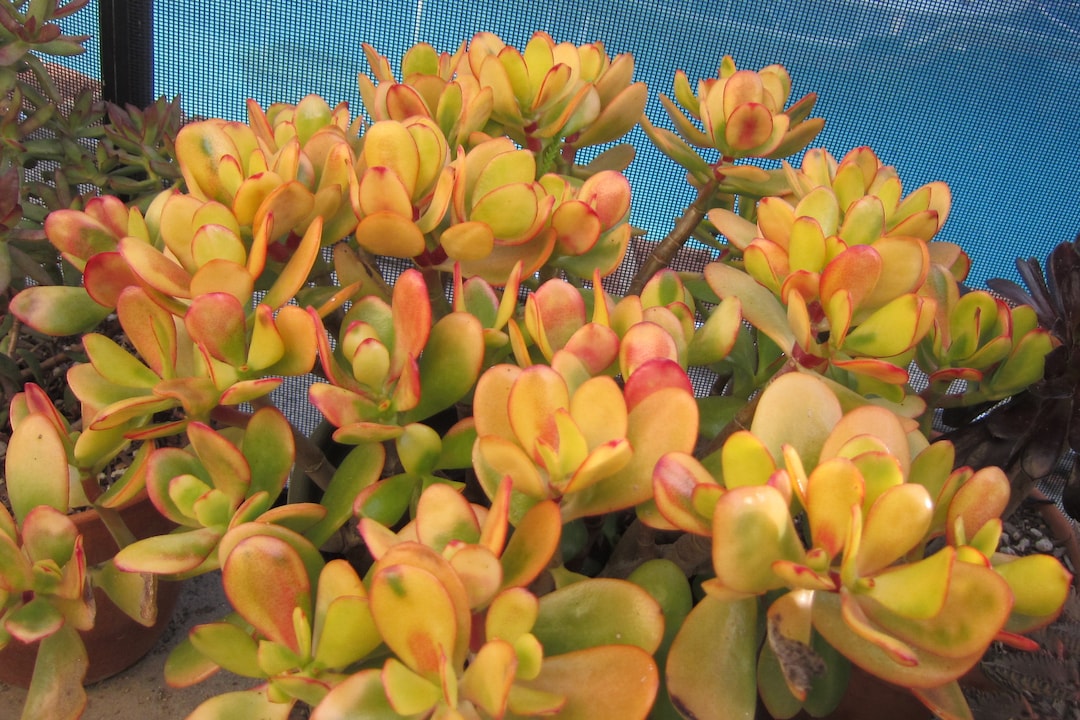 YELLOW HUMMEL Jade Crassula 2 Succulent Cutting 2" to 3" - Etsy