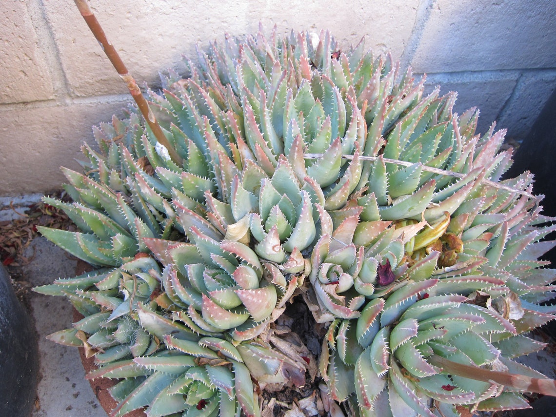 Aloe Brevifolia Alligator Crocodile Plant Rooted Young Pup - Etsy