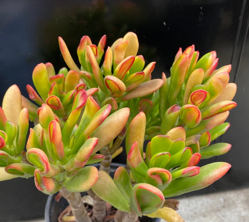 RARE Red Horn HUMMEL Jade Crassula Succulent Cutting 2" to 3" - Etsy