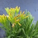 2 Cuttings Senecio Barbertonicus Lemon Bean Bush Succulent Cutting 3 ...