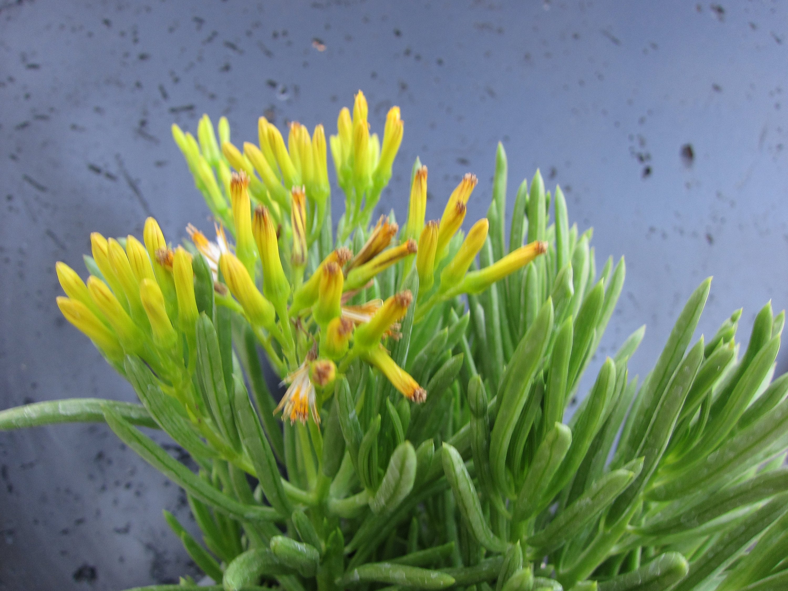 2 Cuttings Senecio Barbertonicus Lemon Bean Bush Succulent Cutting 3 ...