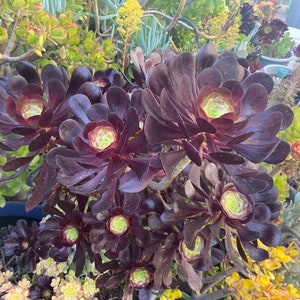 RARE Aeonium VOODOO 1 Large Cutting 5" - 7" Fresh Cut, Nice Color, Easy ...