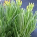 2 Cuttings Senecio Barbertonicus Lemon Bean Bush Succulent - Etsy