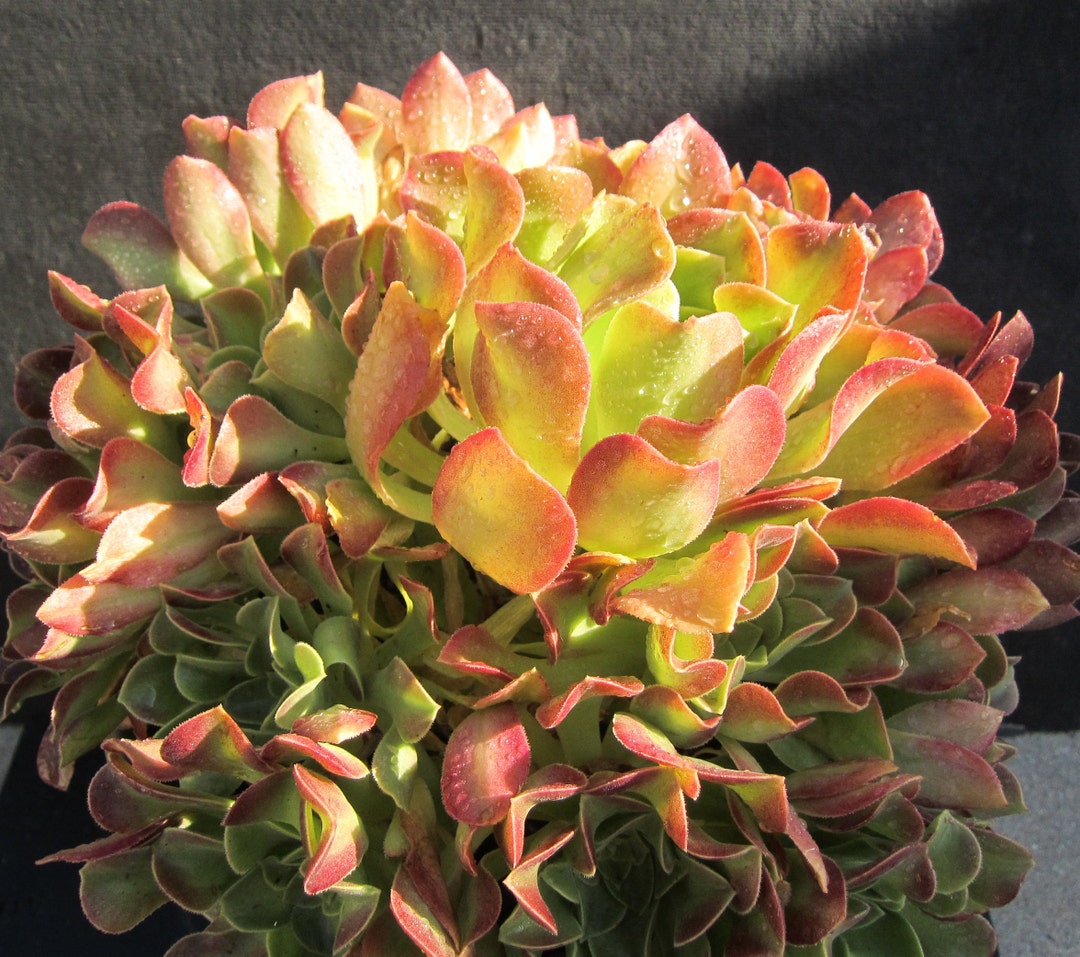 RARE Aeonium Hybrid 1 Cutting 3" - 5" Fresh Cut, Nice Color, Easy Grow ...