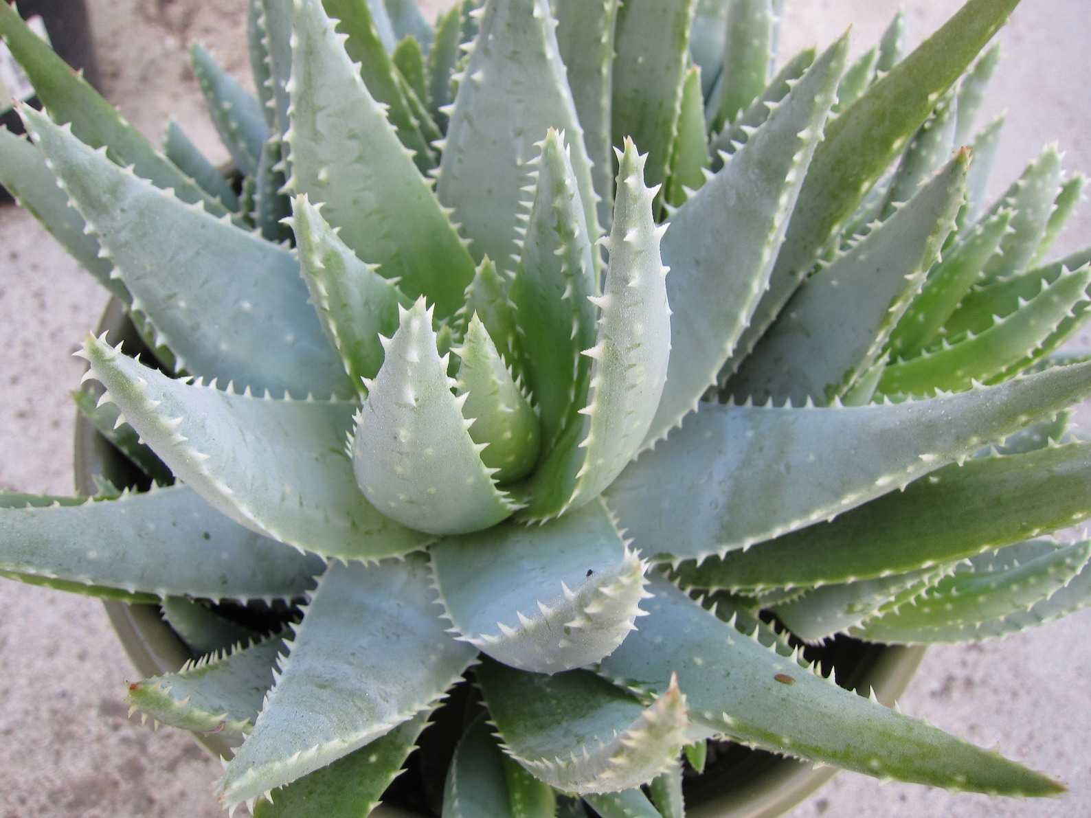 Aloe Brevifolia Alligator Crocodile Plant Rooted Young Pup - Etsy