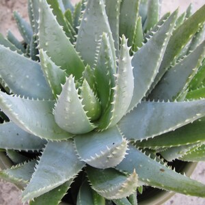 Aloe Brevifolia Alligator Crocodile Plant Rooted Young Pup FREE ...