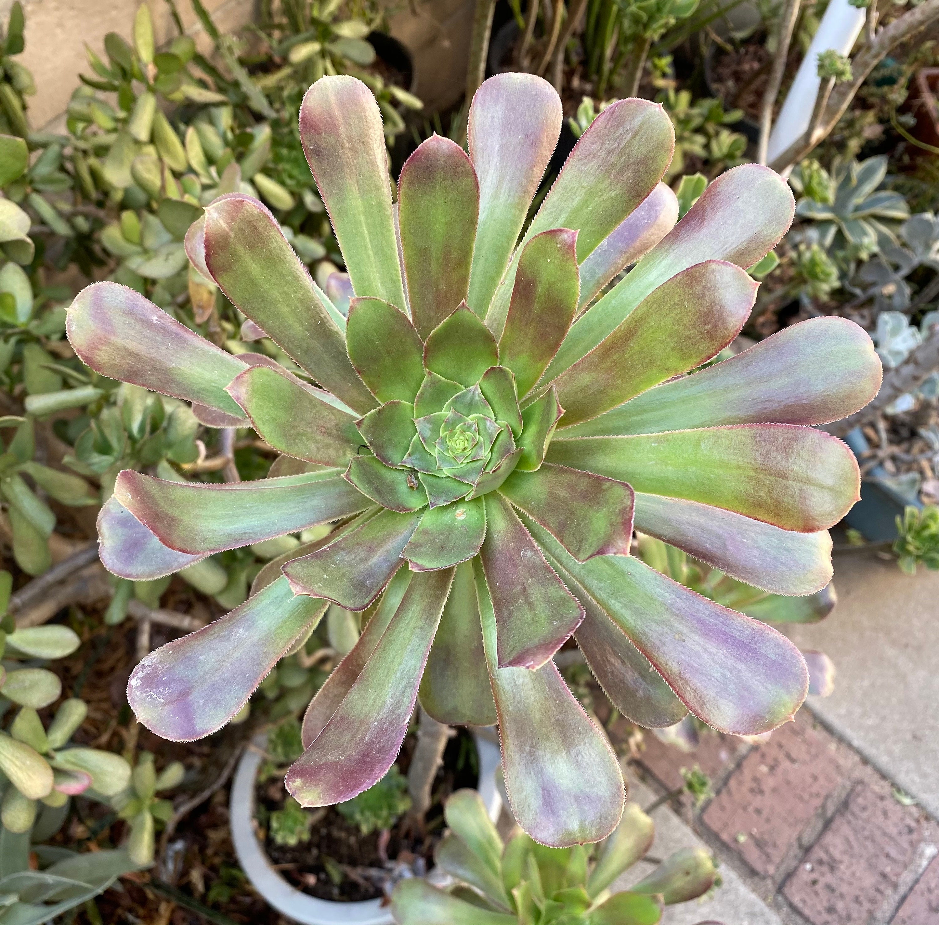 GIANT Aeonium Cyclop 1 Large Cutting 5" - 8" Fresh Cut, Nice Blend ...