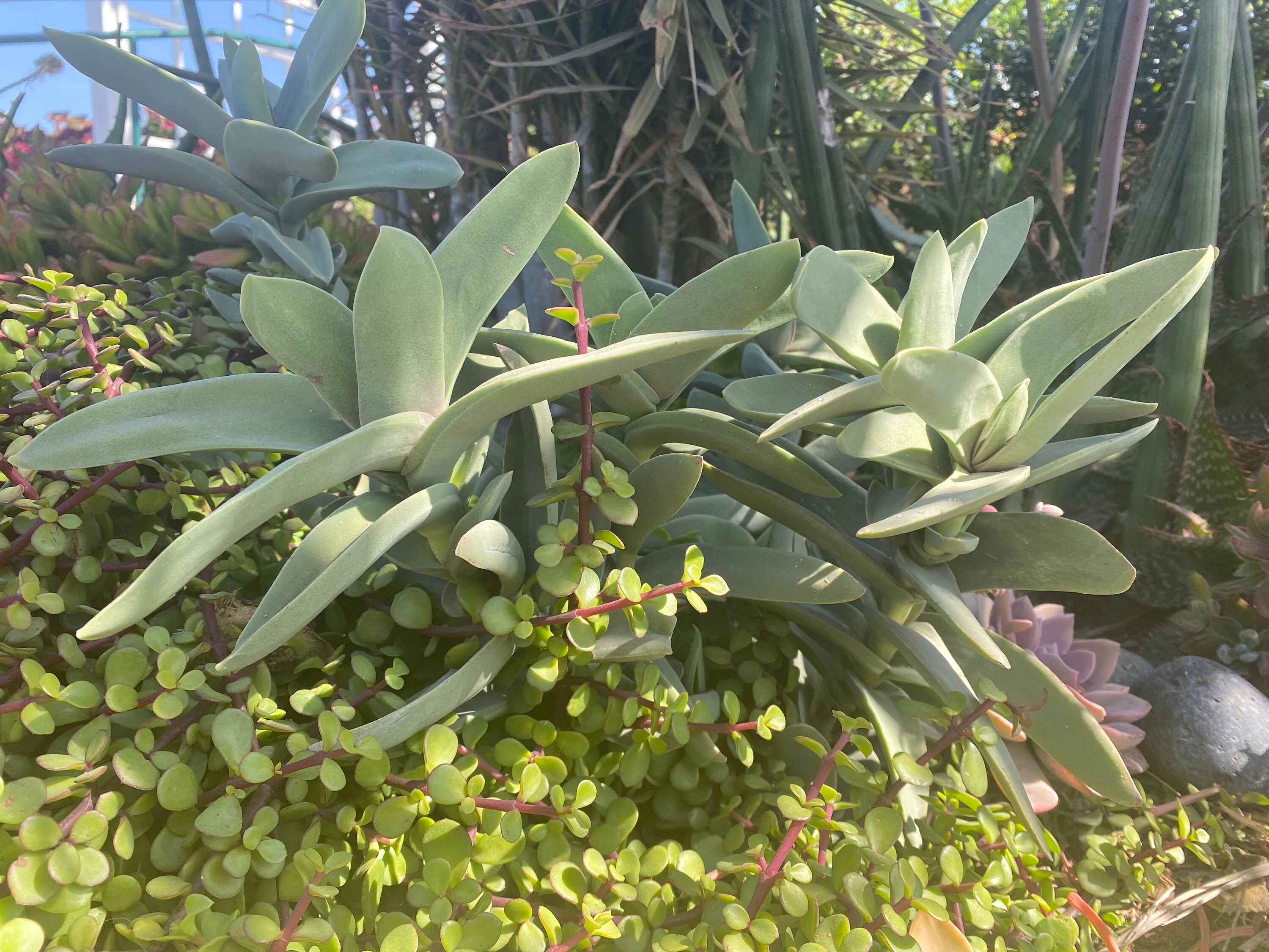 LARGE Cutting Crassula Falcata Propeller Paddle Succulent Cutting Free ...