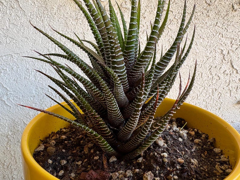 Aloe Zebra Stripe Larger Size FREE SHIPPING - Etsy