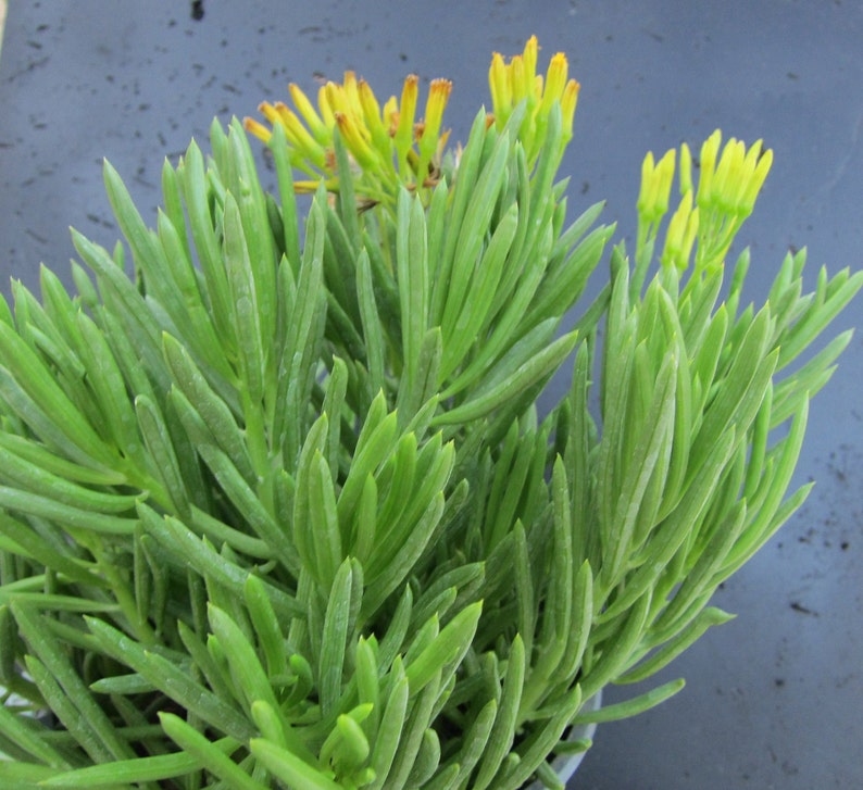 2 Cuttings Senecio Barbertonicus Lemon Bean Bush Succulent Cutting 3 ...