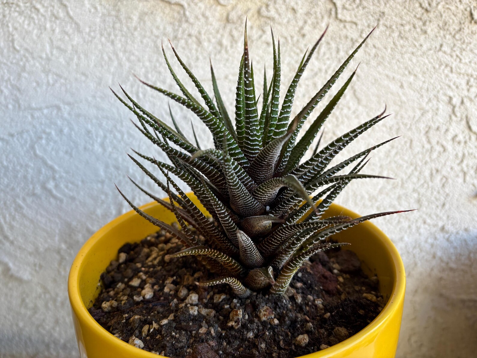 Aloe Zebra Stripe Larger Size FREE SHIPPING - Etsy