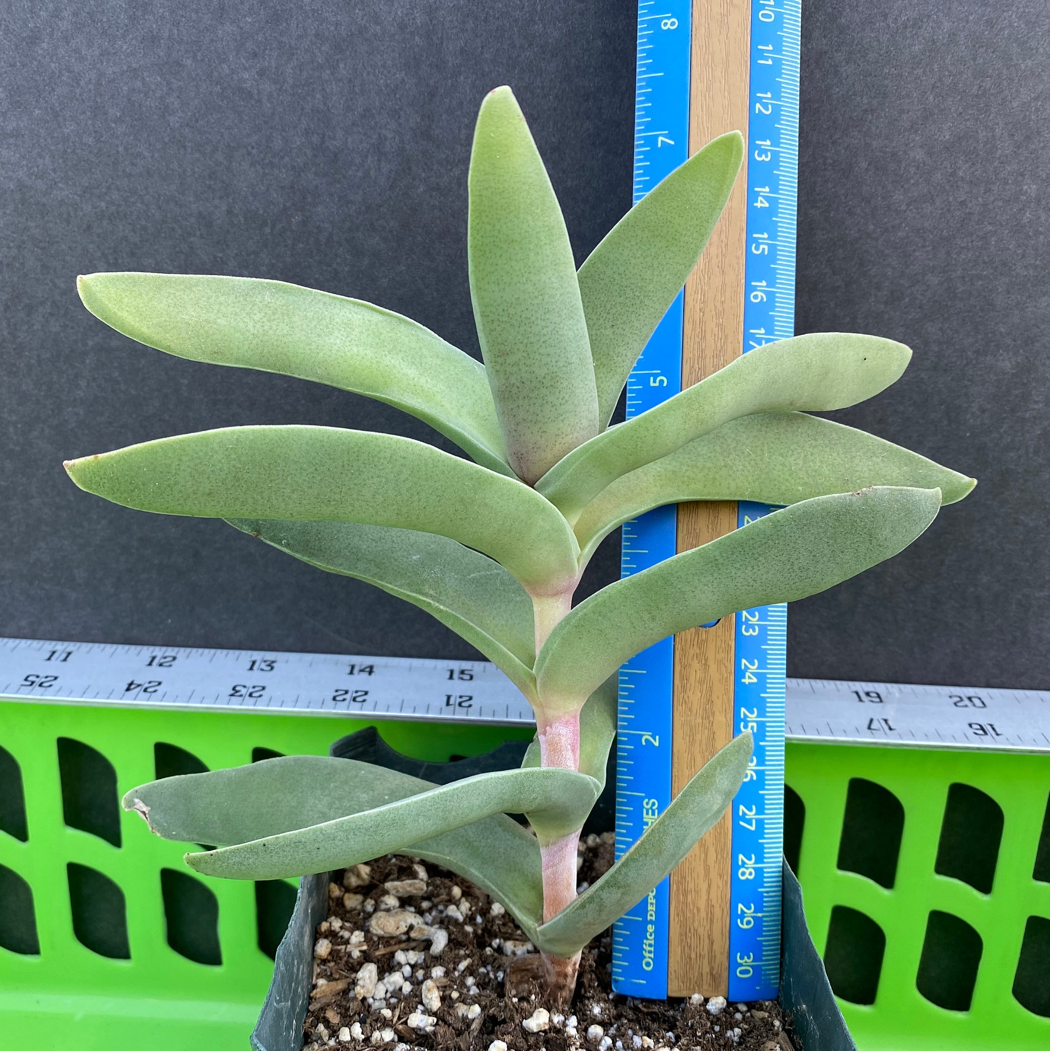 LARGE Cutting Crassula Falcata Propeller Paddle Succulent - Etsy