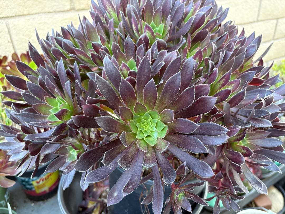 Aeonium FIRE CRACKER 1 Large Cutting 4" - 6" Fresh Cut, Nice Color ...