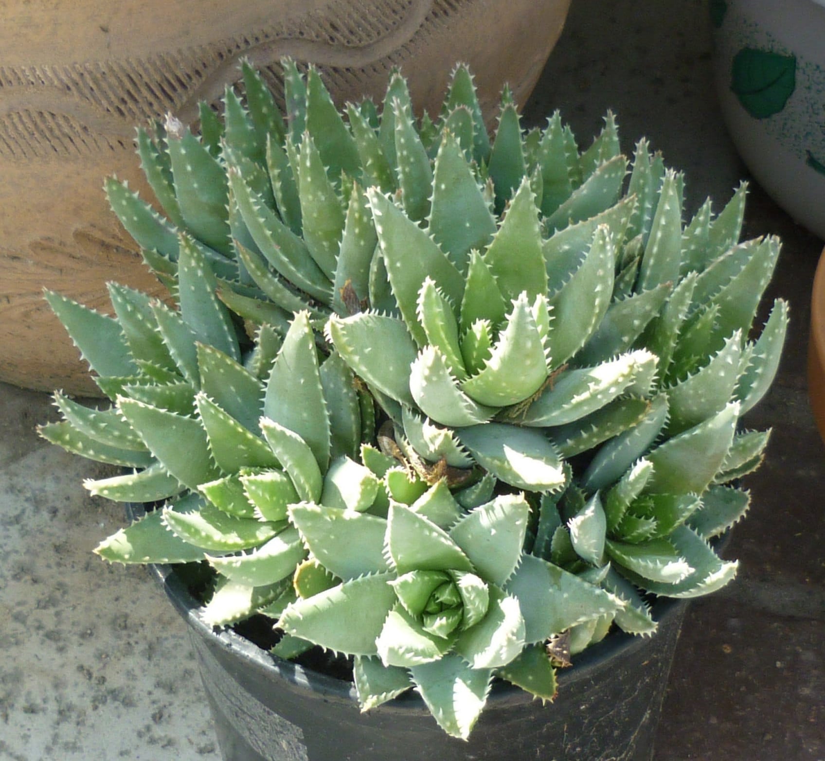 Aloe Brevifolia Alligator Crocodile Plant Rooted Young Pup - Etsy