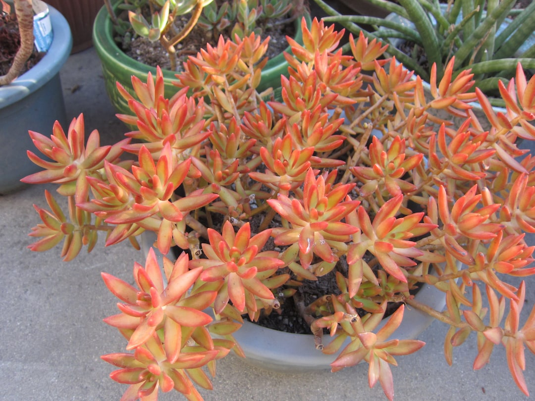 3 ROSETTE Cuttings Sedum Firestorm Firecracker Succulent Cuttings 2" to ...