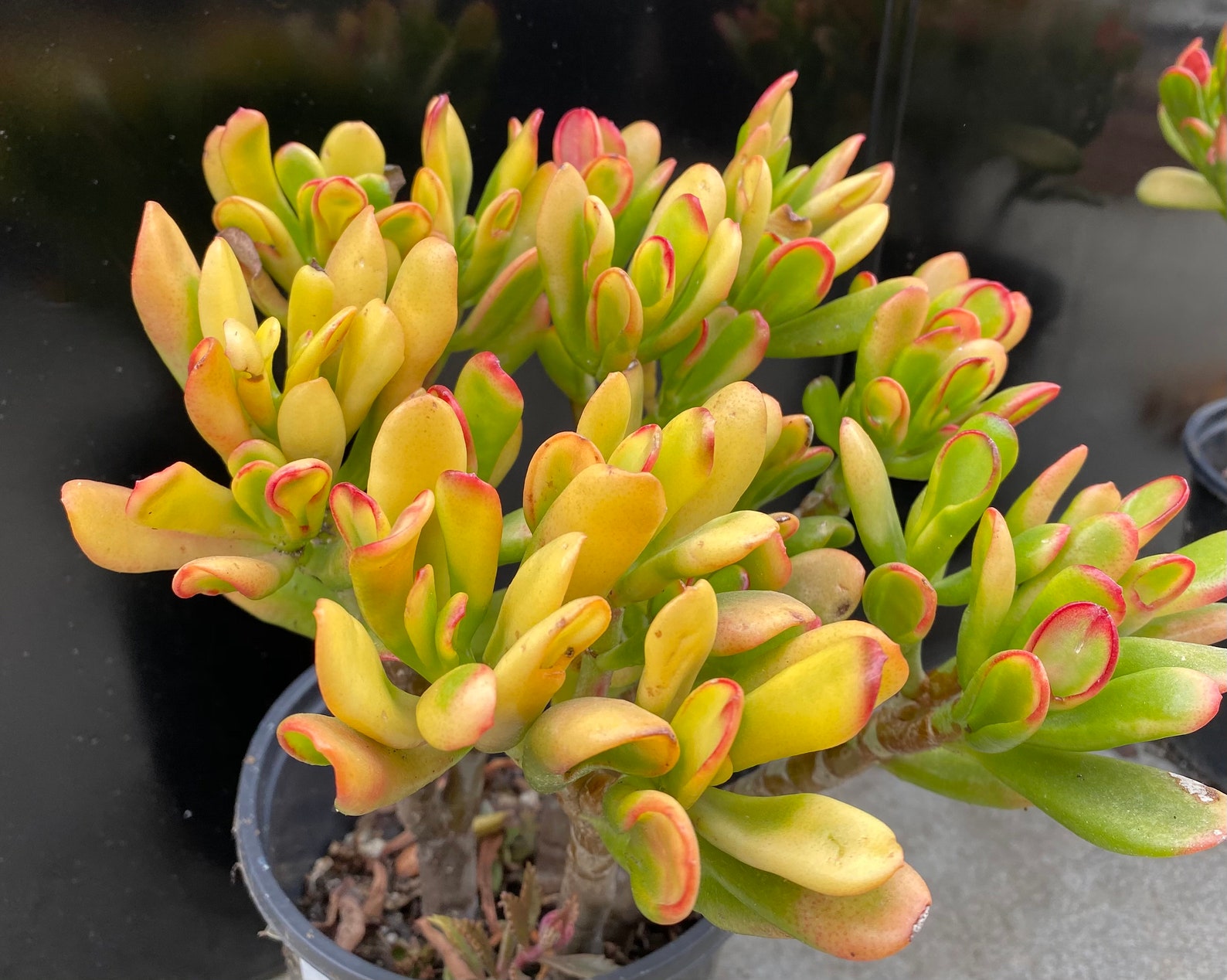 RARE Red Horn HUMMEL Jade Crassula Succulent Cutting 2" to 3" - Etsy