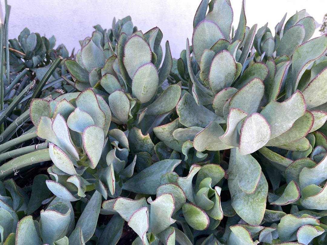Crassula BLUE WAVE Jade 2 Succulent Cutting 2" to 3" FREE Shipping - Etsy