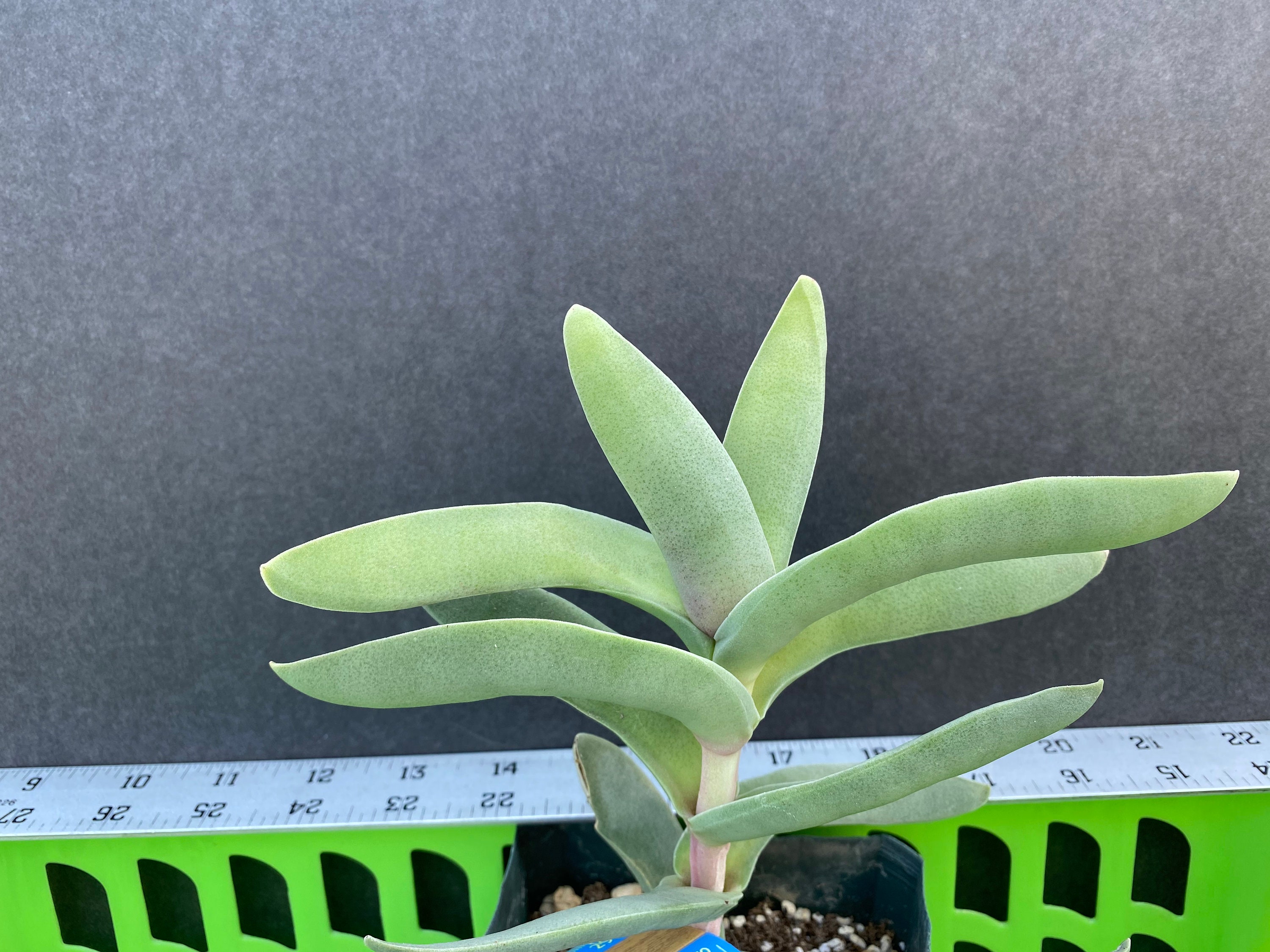 LARGE Cutting Crassula Falcata Propeller Paddle Succulent - Etsy