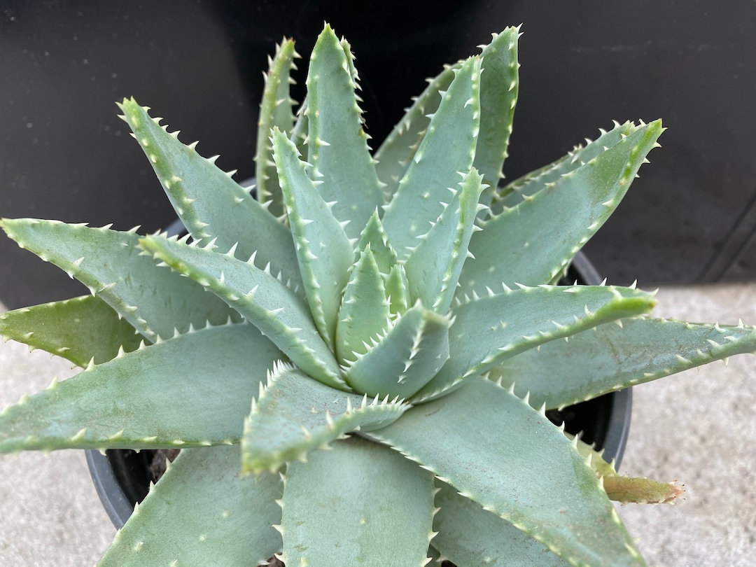 ROOTED LARGE Aloe Brevifolia Alligator Crocodile Plant - Etsy