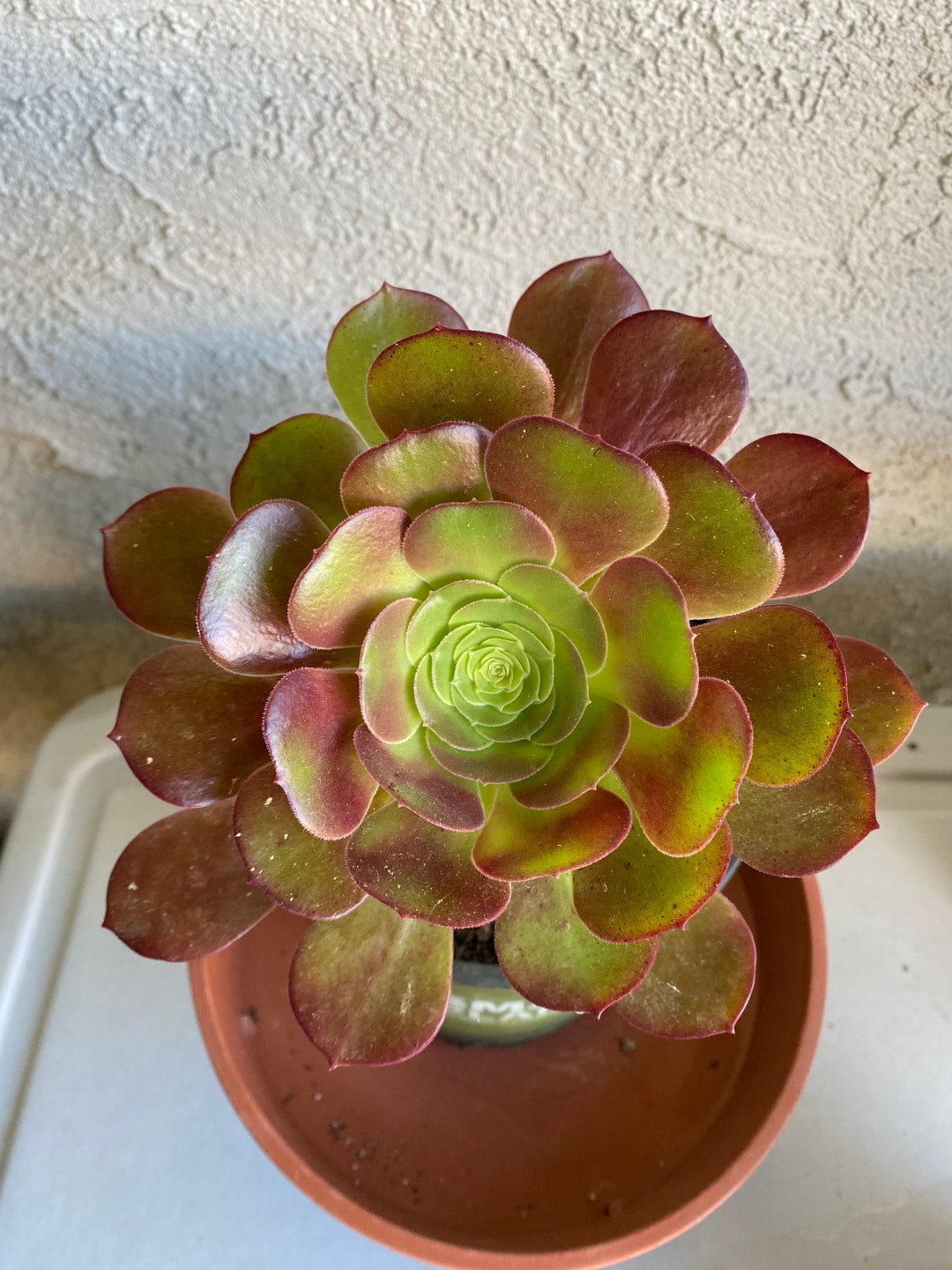 RARE Aeonium Kokino ROOTED Succulent With 1 Pup, Nice Deep Color, Easy ...
