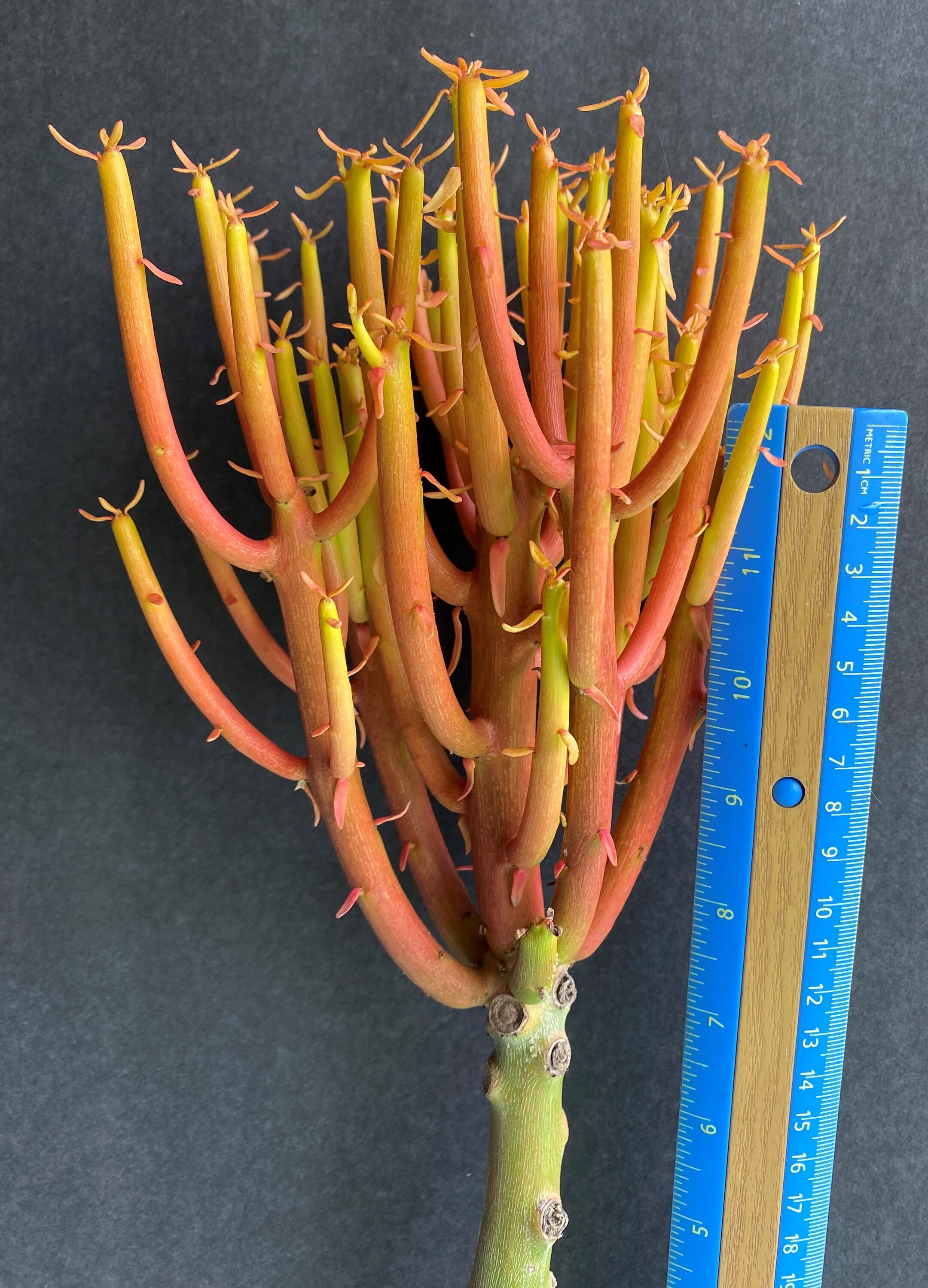 1 LARGE PREMIUM Thick Stem Firesticks Euphorbia Tirucalli | Etsy