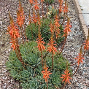 Aloe Brevifolia Alligator Crocodile Plant Rooted Young Pup FREE ...