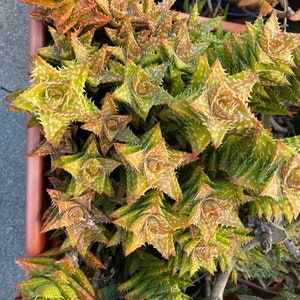 Aloe Tiger Tooth Succulent Plant Rooted Young Pup FREE SHIPPING - Etsy