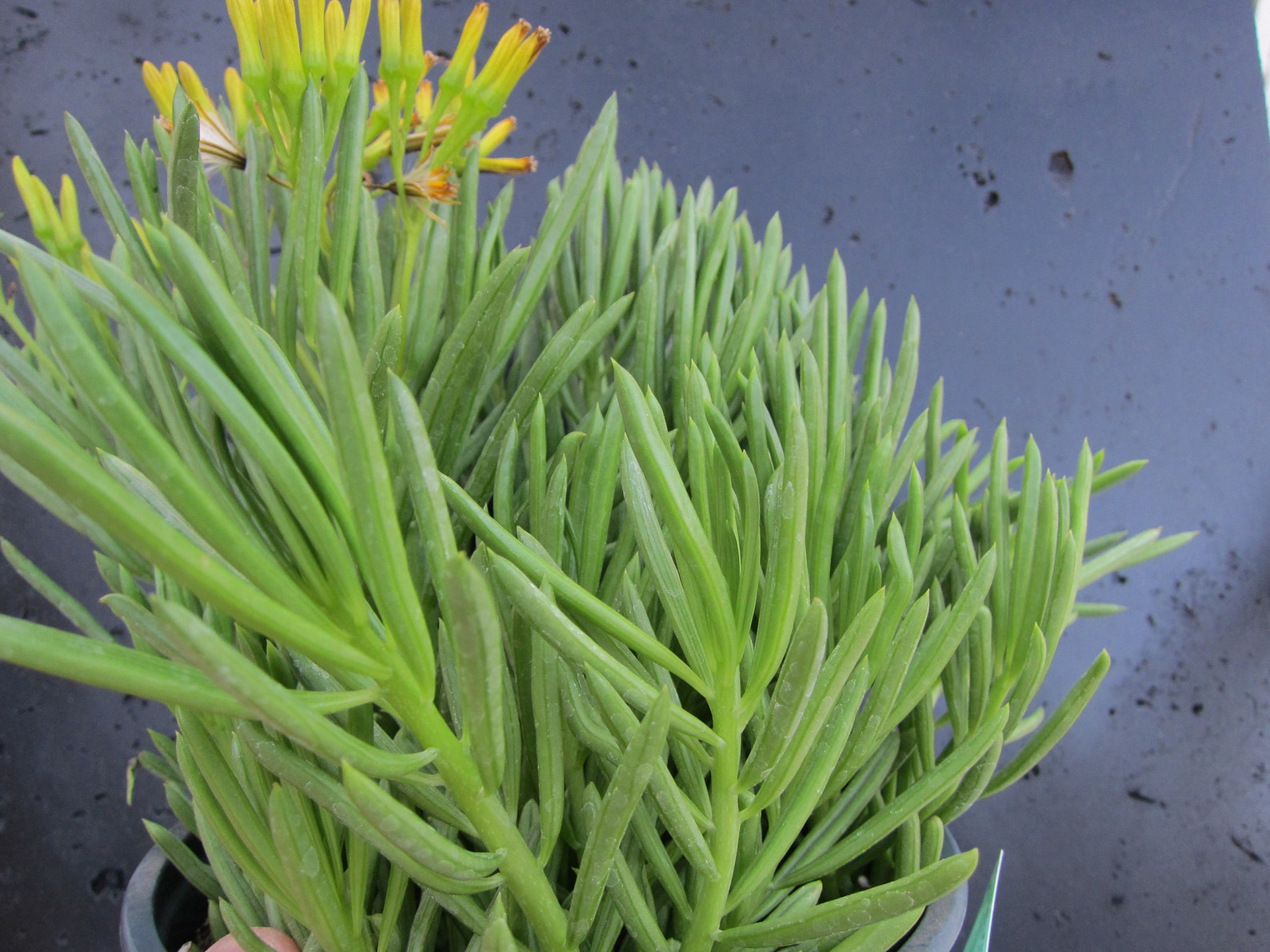 2 Cuttings Senecio Barbertonicus Lemon Bean Bush Succulent Cutting 3 ...