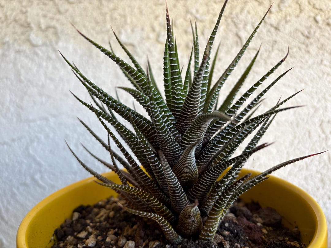 Aloe Zebra Stripe Larger Size FREE SHIPPING - Etsy