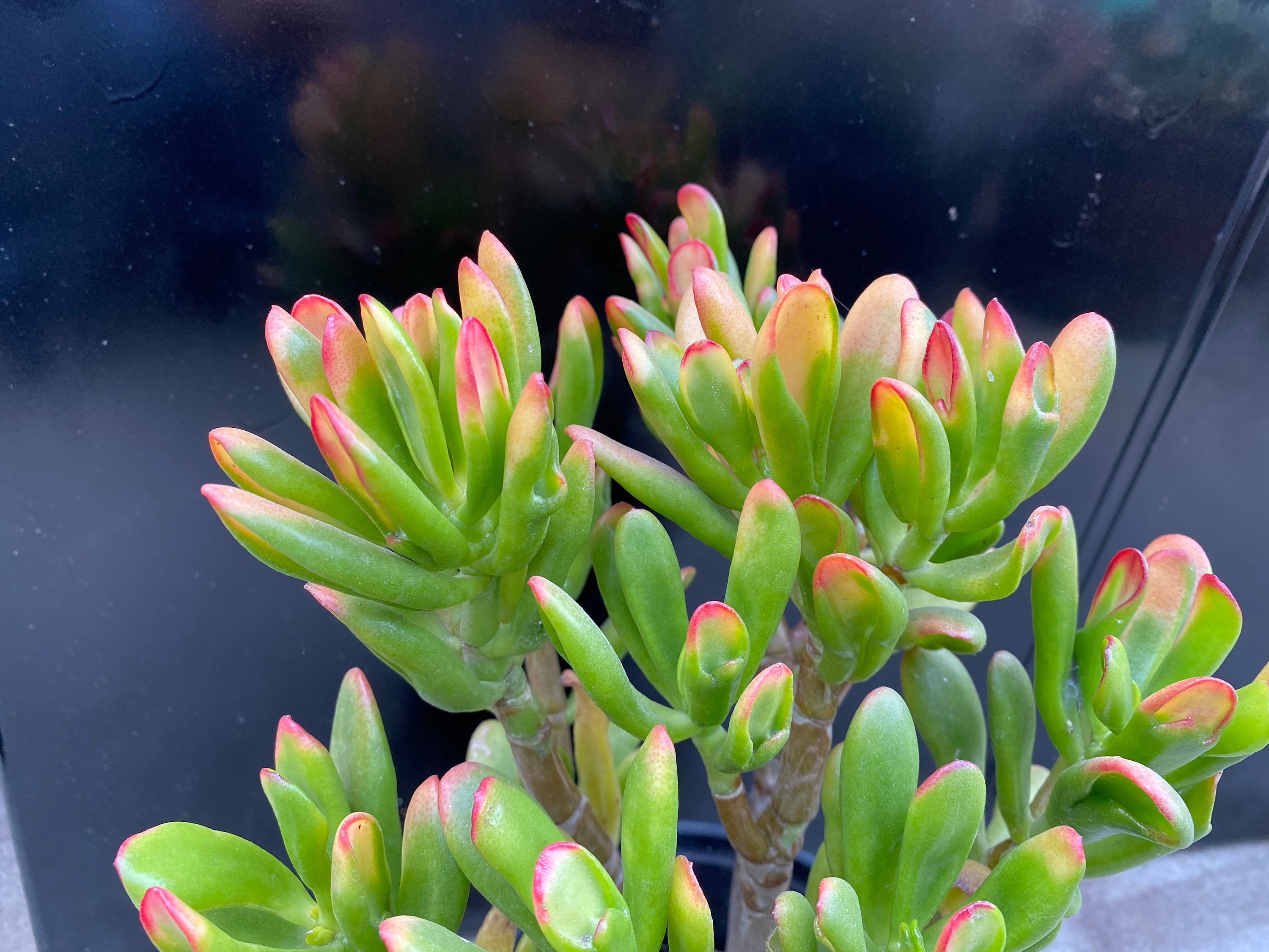 RARE Red Horn HUMMEL Jade Crassula Succulent Cutting 2" to 3" - Etsy