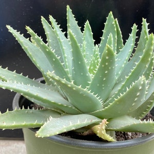 ROOTED LARGE Aloe Brevifolia Alligator Crocodile Plant - Etsy