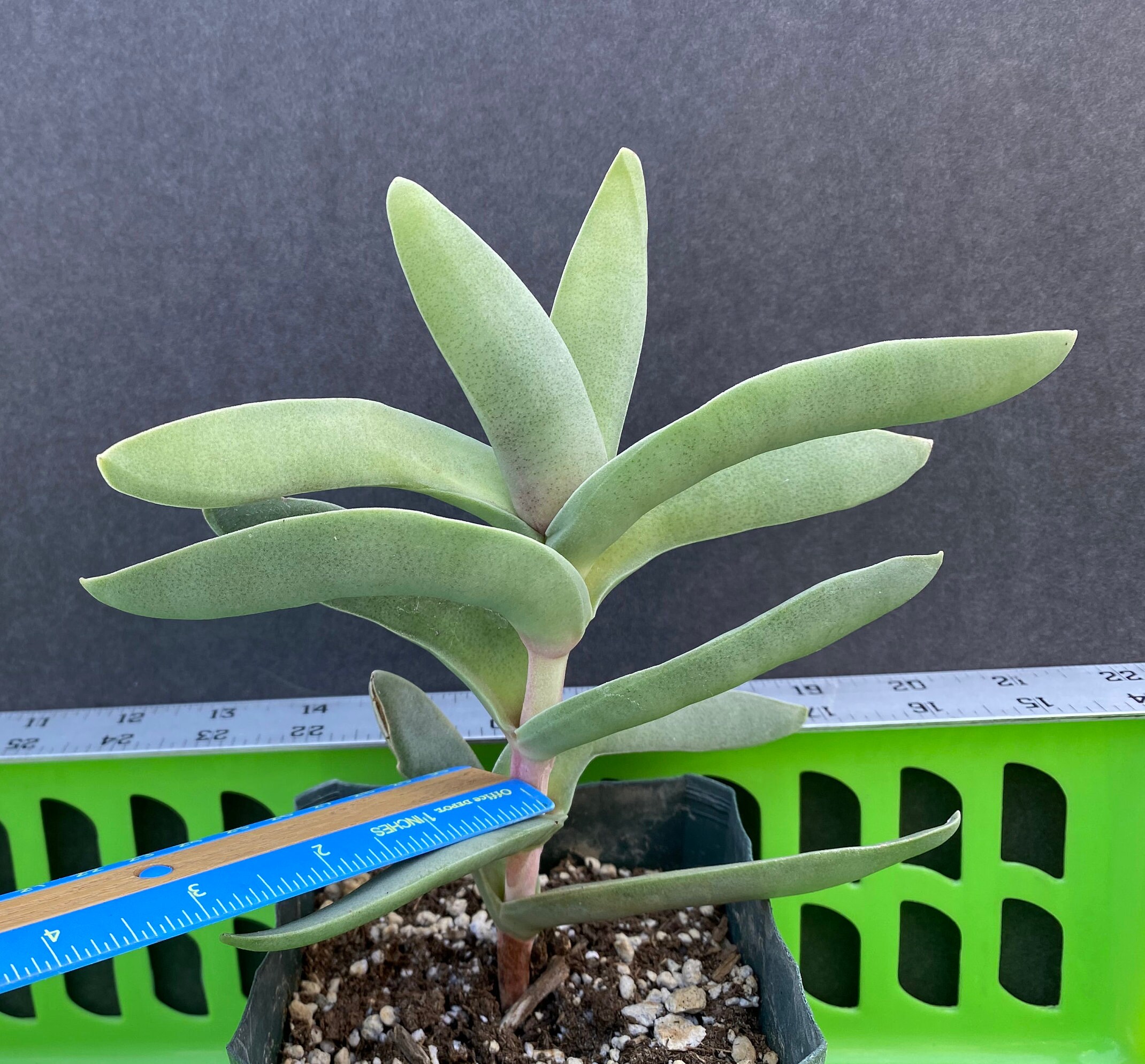 LARGE Cutting Crassula Falcata Propeller Paddle Succulent Cutting Free ...
