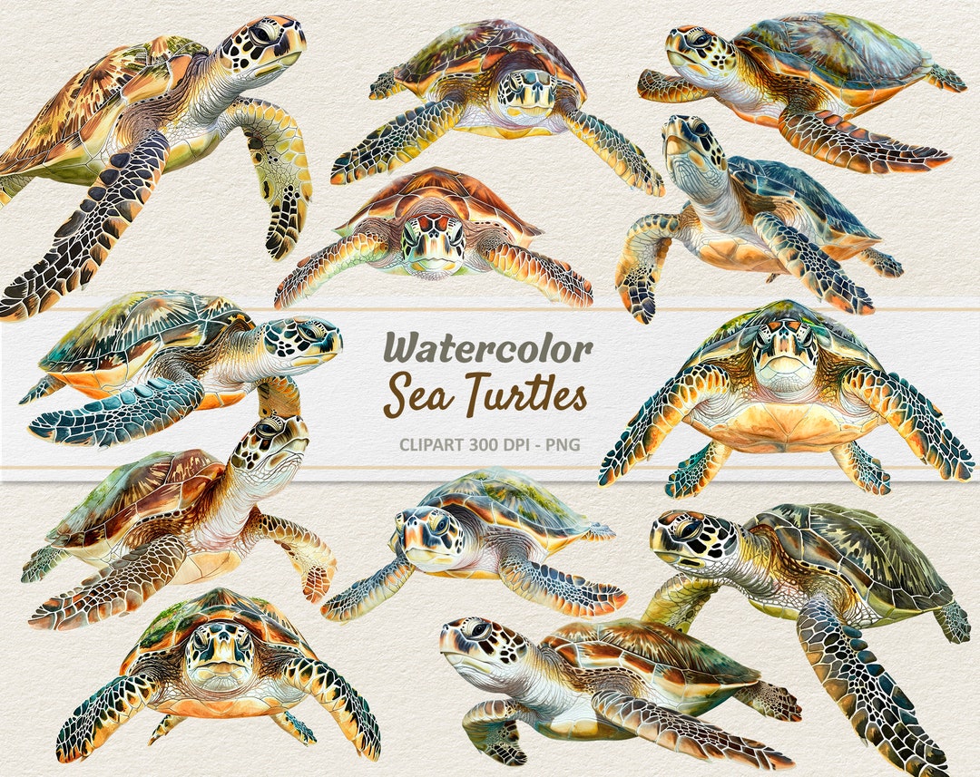 Watercolor Sea Turtle Clipart - Digital Illustration Marine Turtles ...