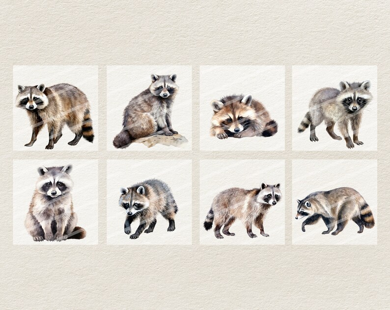 Watercolor Raccoons Clipart Digital Illustration Raccoons and Kits PNG ...