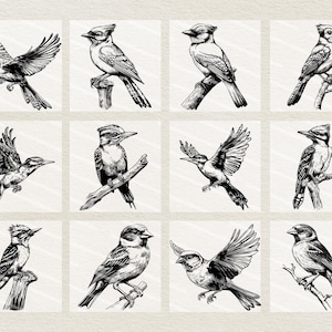 Vector Bird Clipart - Line Art Digital Illustration - Woodland Birds ...