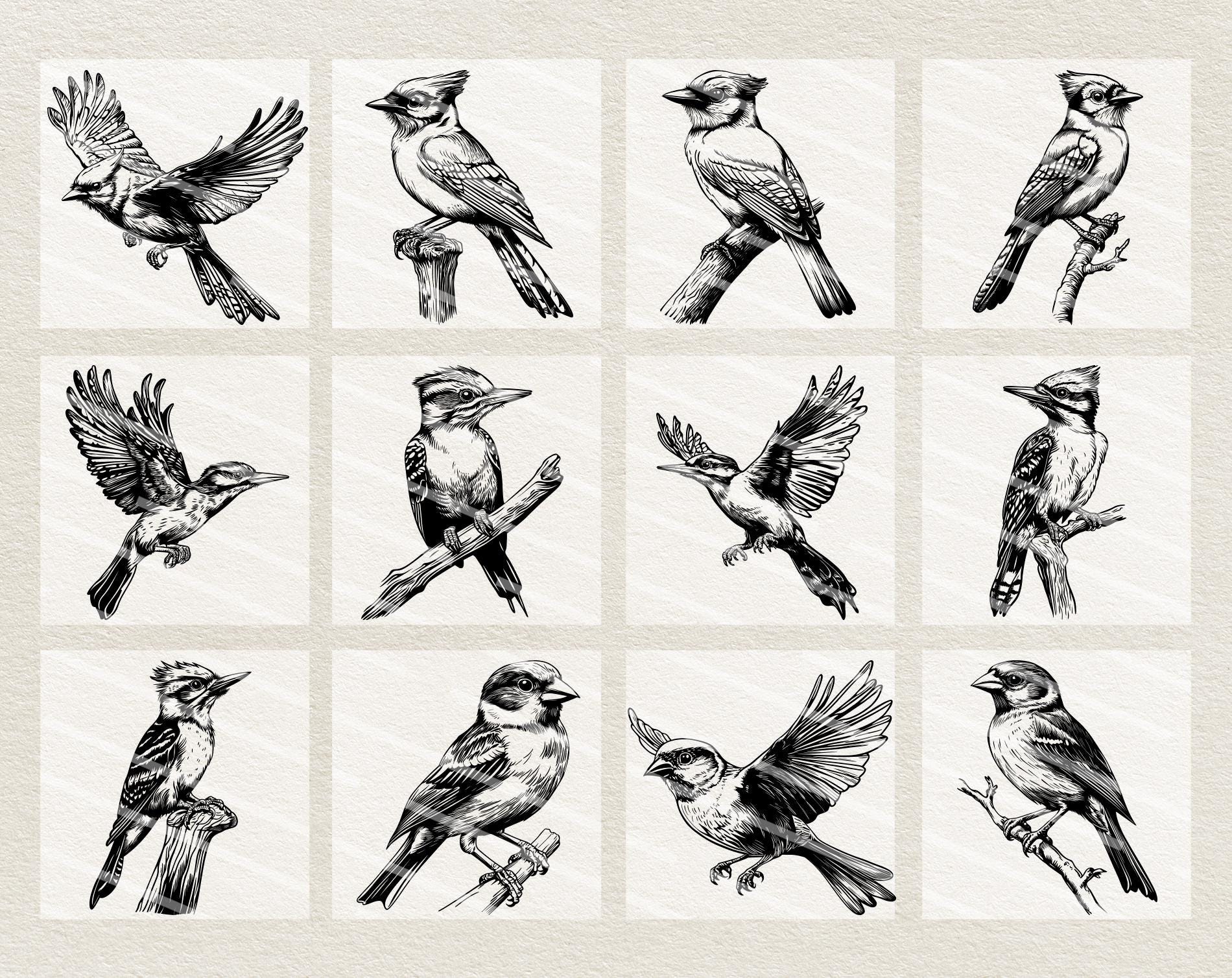 Vector Bird Clipart - Line Art Digital Illustration - Woodland Birds ...