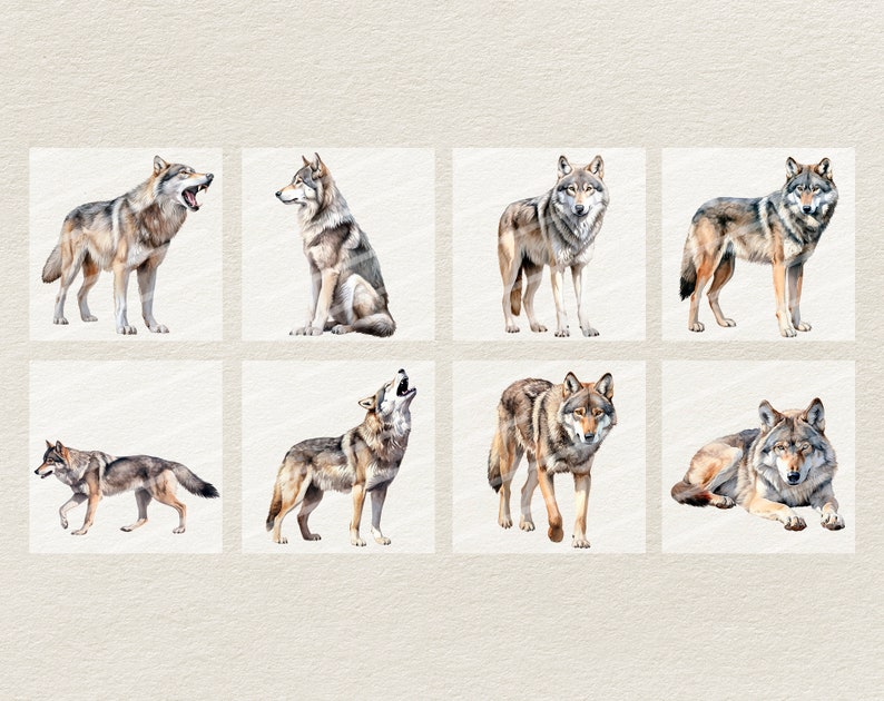 Watercolor Wolf Clipart Digital Illustration Wolves Wolf - Etsy Canada