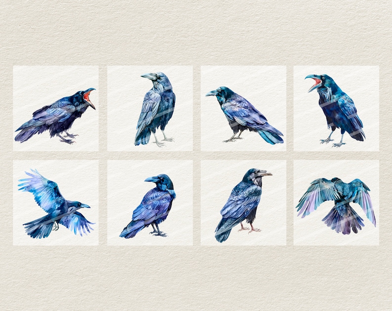 Watercolor Raven Clipart - Digital Illustration Crow - Raven PNG ...