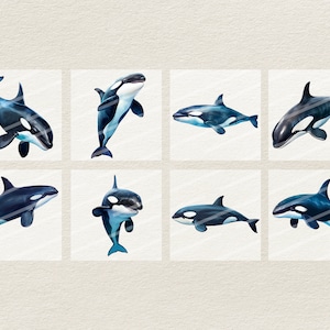 Watercolor Orca Clipart - Digital Illustration Killer Whale - Orcas PNG ...