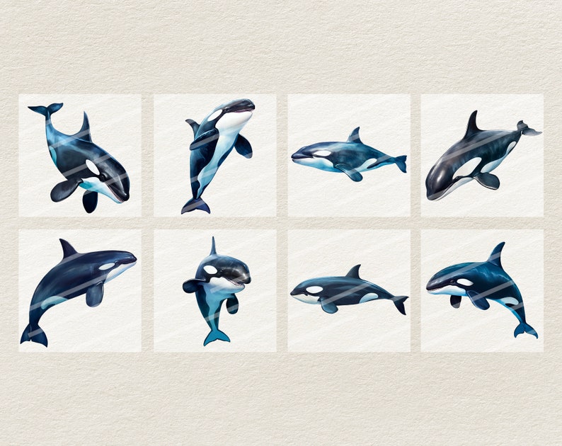 Watercolor Orca Clipart - Digital Illustration Killer Whale - Orcas PNG ...