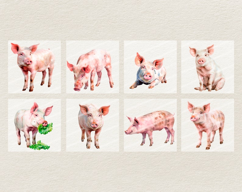 Watercolor Pig Clipart - Digital Illustration Domestic Pig - Hog Swine ...