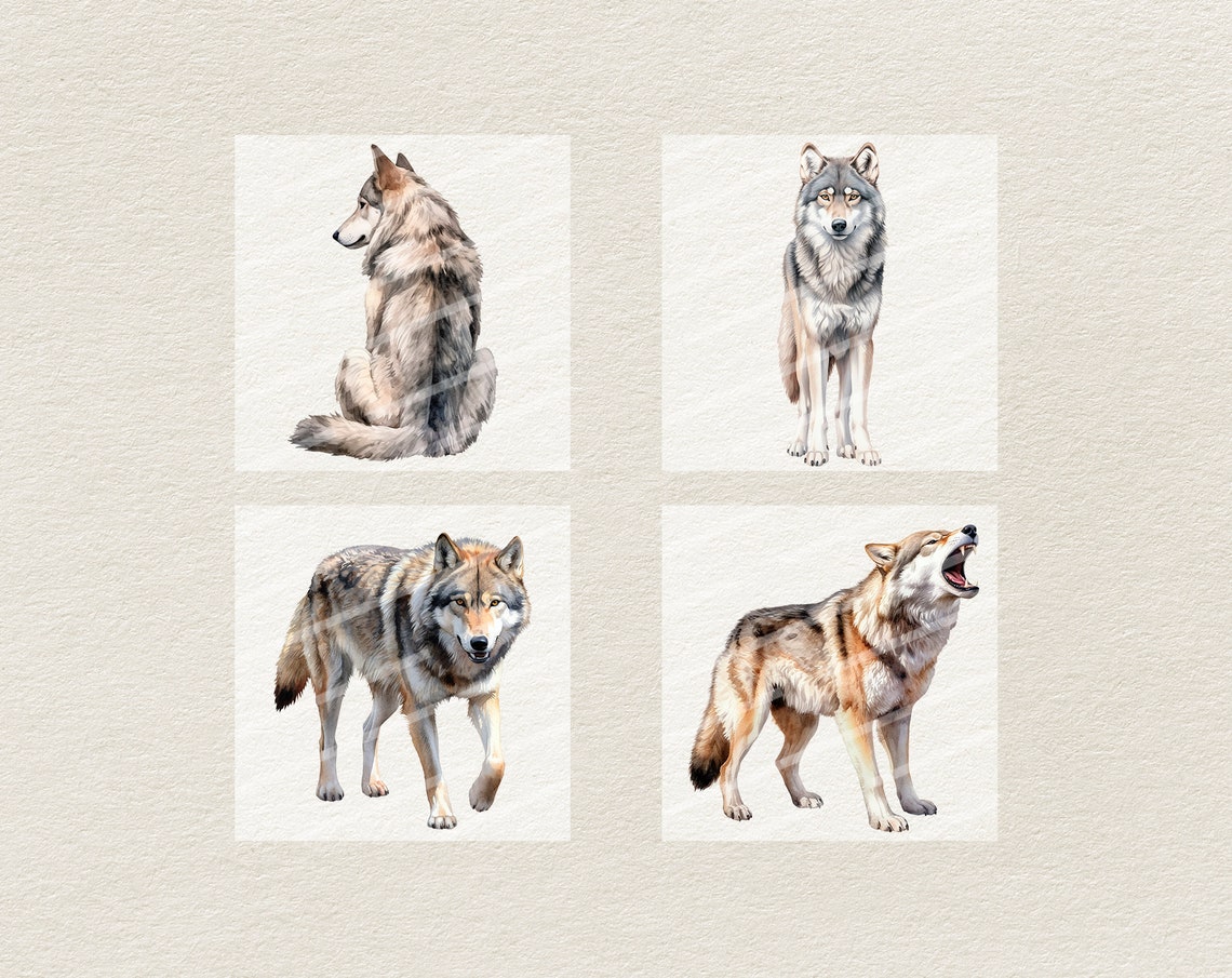 Watercolor Wolf Clipart Digital Illustration Wolves Wolf PNG Commercial ...