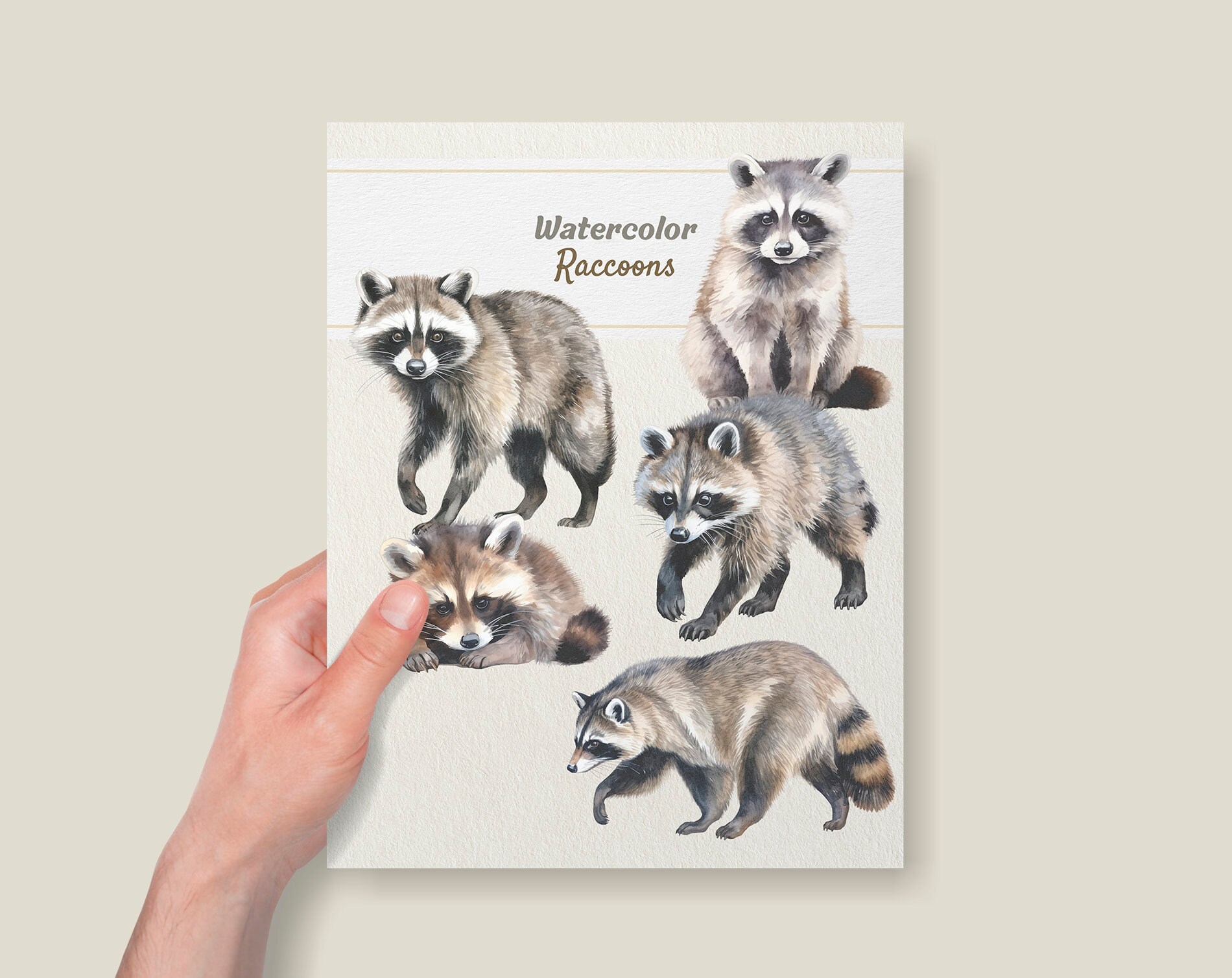 Watercolor Raccoons Clipart Digital Illustration Raccoons and Kits PNG ...