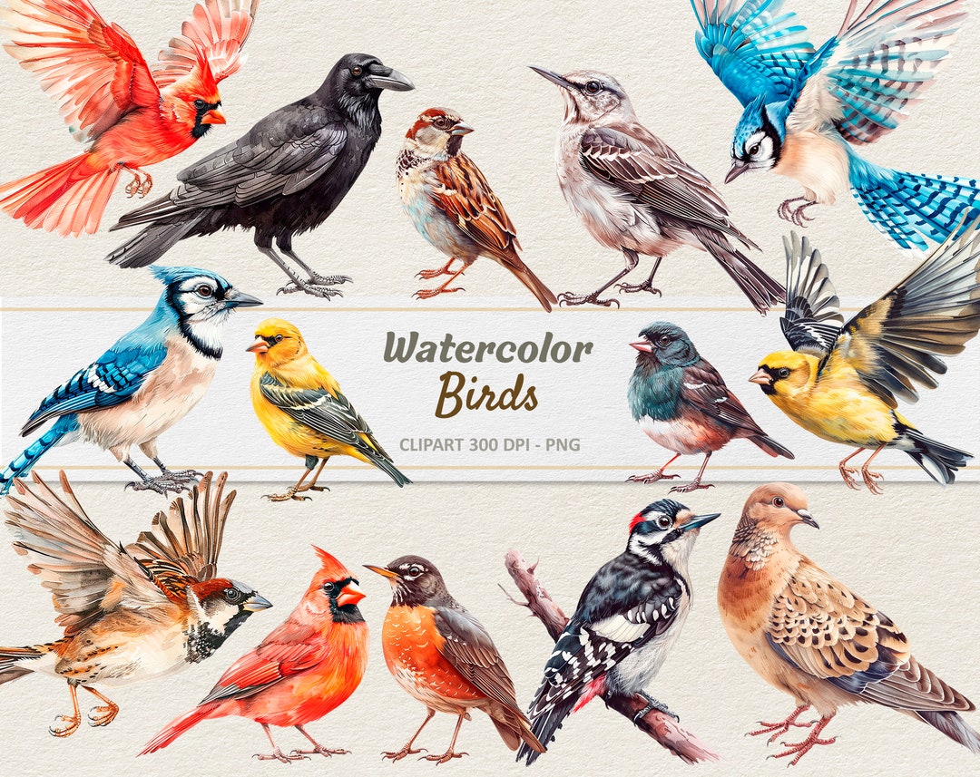 Watercolor Bird Clipart - Digital Illustration Spring - Woodland Birds ...