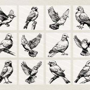 Vector Bird Clipart - Line Art Digital Illustration - Woodland Birds ...